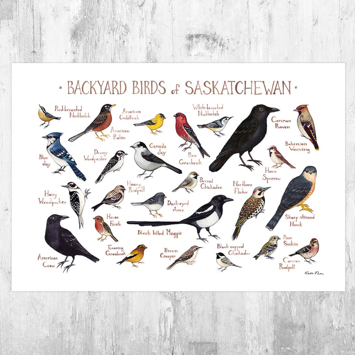 Saskatchewan Backyard Birds Field Guide Art Print / Watercolor - Etsy