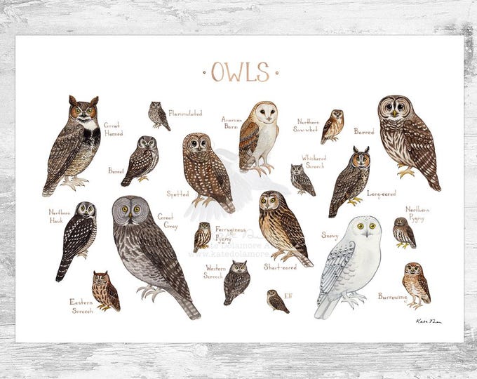 Ontario Butterflies Field Guide Art Print / Butterfly Poster / Canada ...