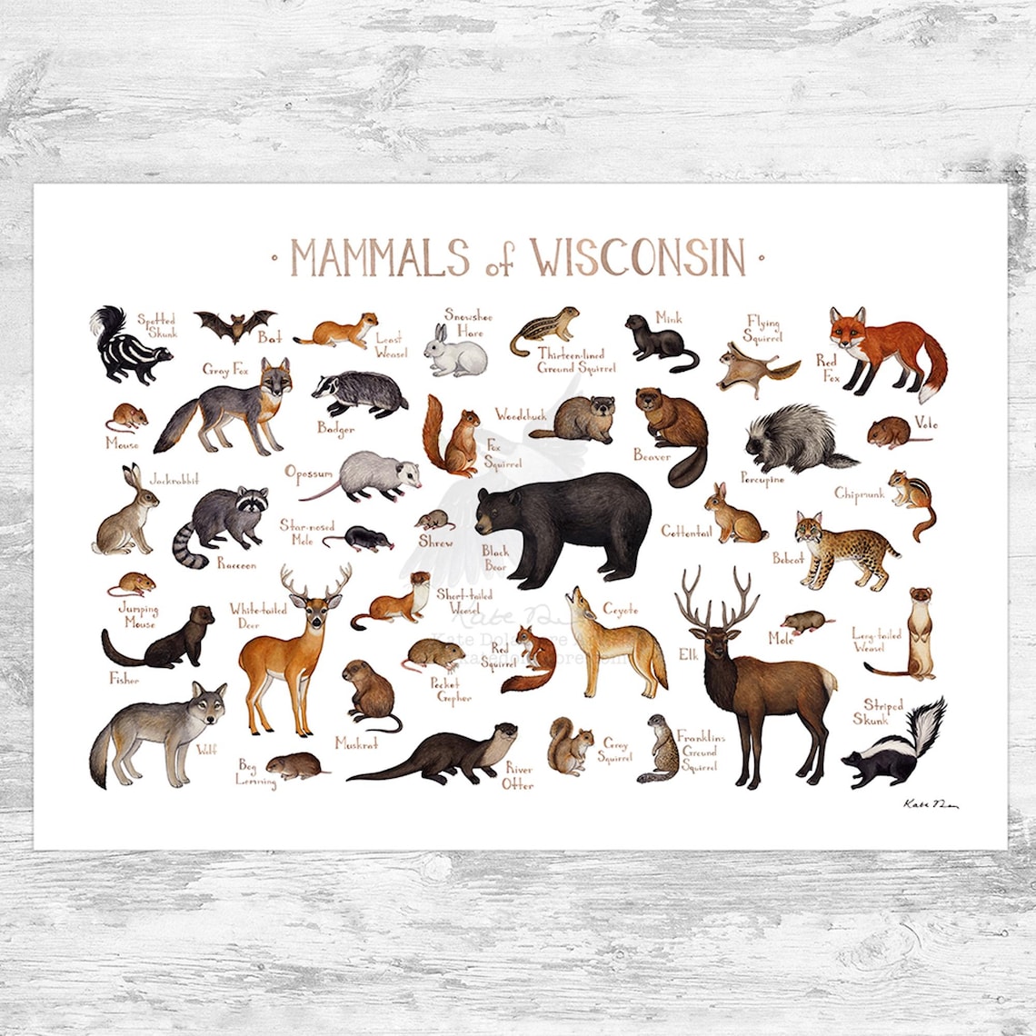 Wisconsin Mammals Field Guide Art Print / Animals of Wisconsin ...