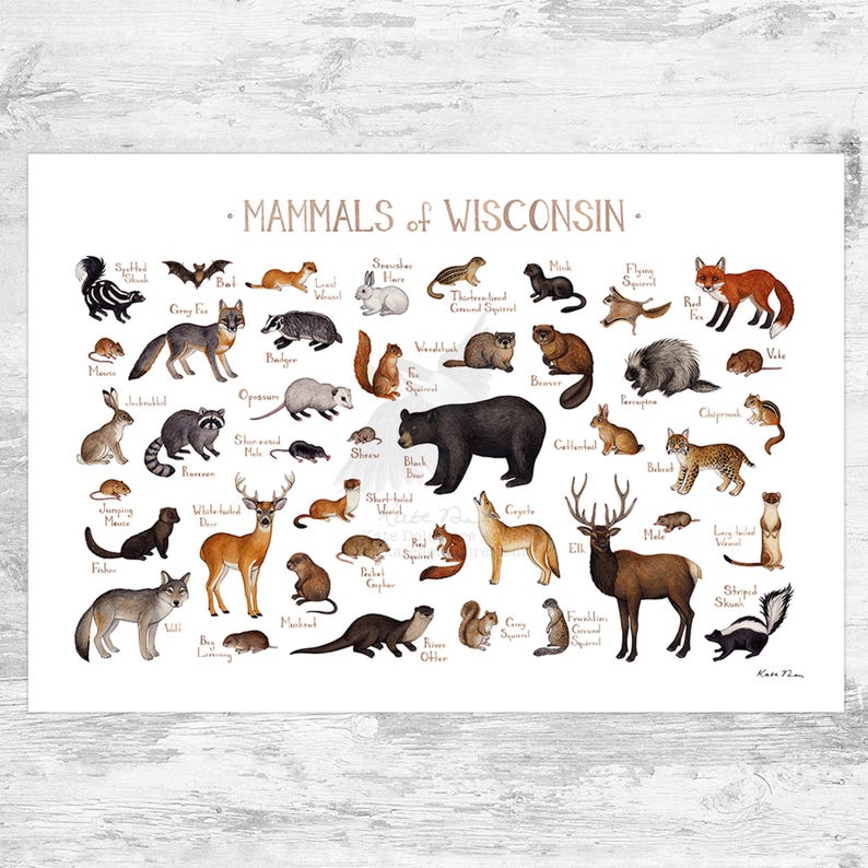 Wisconsin Mammals Field Guide Art Print / Animals of Wisconsin ...