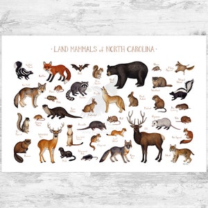 North Carolina Land Mammals Field Guide Art Print / Animals of North ...