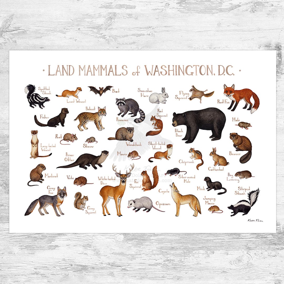Washington, D.C. Land Mammals Field Guide Art Print / Animals of the ...