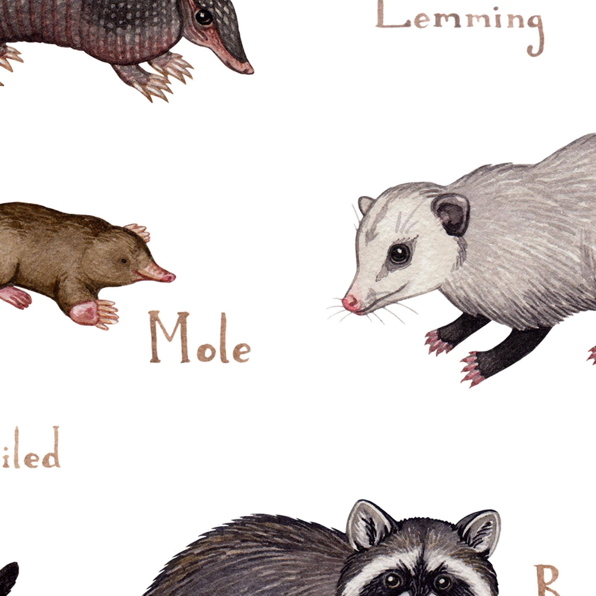 Tennessee Mammals Field Guide Art Print / Animals of Tennessee ...