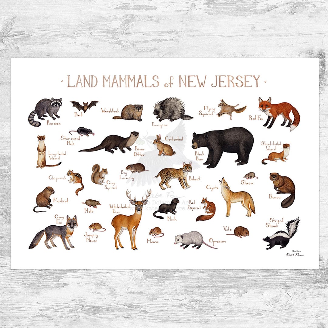 New Jersey Land Mammals Field Guide Art Print / Animals of New Jersey ...