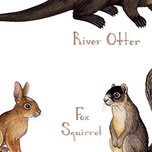Florida Land Mammals Field Guide Art Print / Animals of Florida ...