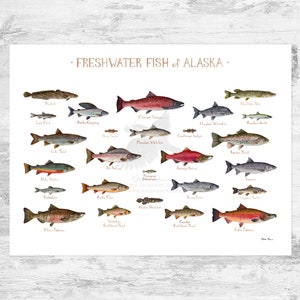 Alaska Freshwater Fish Field Guide Art Print / Fish Nature Study Poster ...