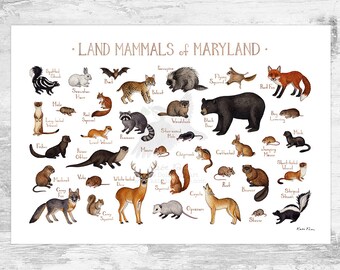Butterflies of Maryland Poster Print Field Guide - Etsy