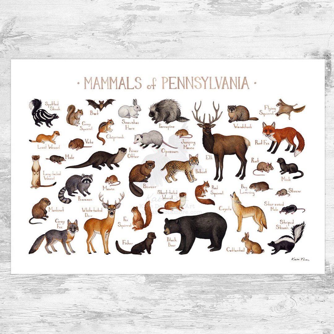 Pennsylvania Mammals Field Guide Art Print / Animals of Pennsylvania ...
