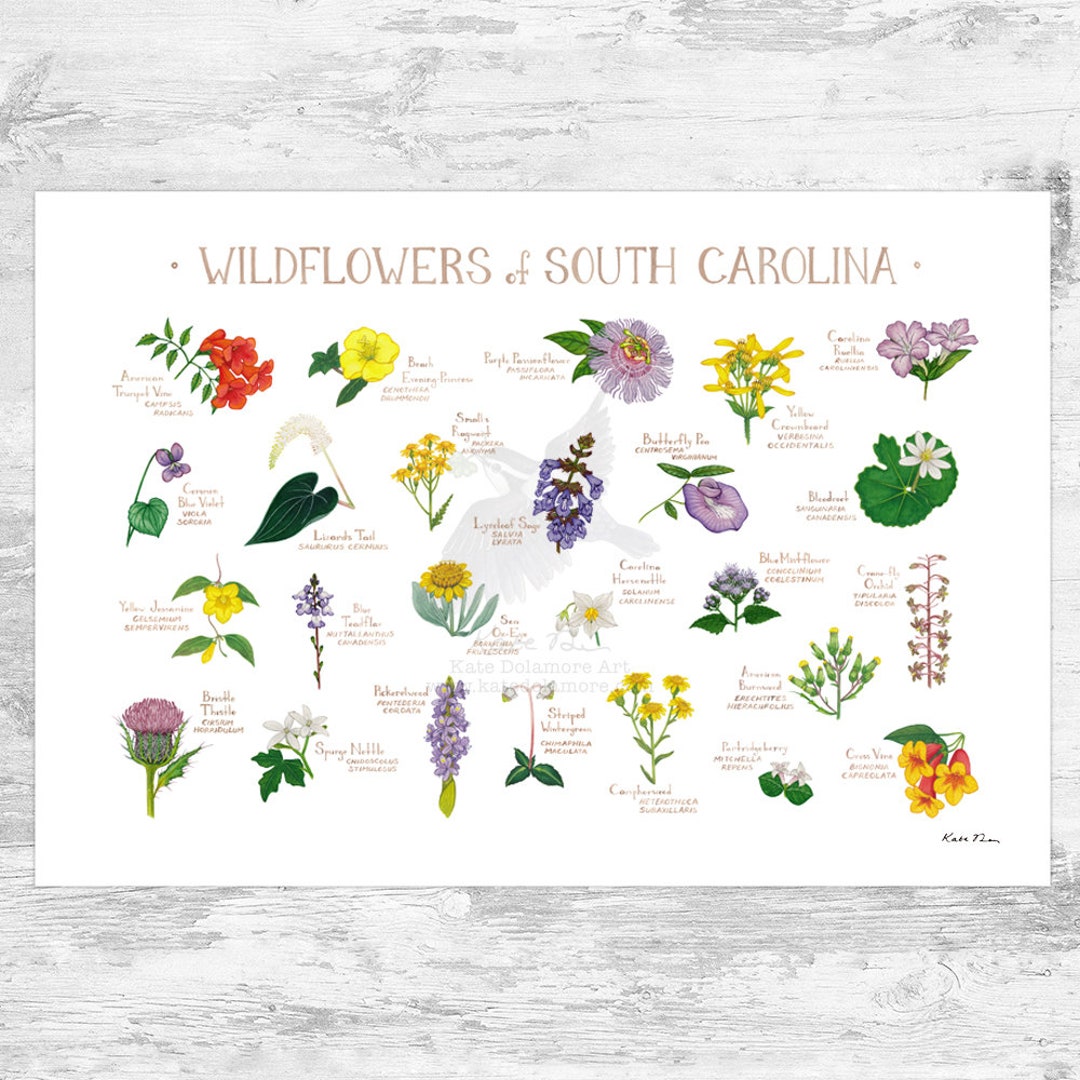 South Carolina Wildflowers Field Guide Art Print / Common Flowers of ...