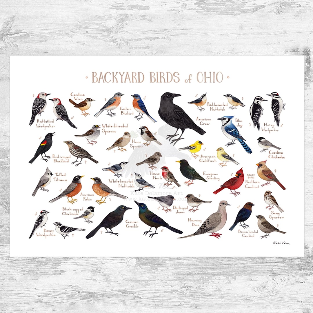 Ohio Backyard Birds Field Guide Art Print / Watercolor Painting Print ...