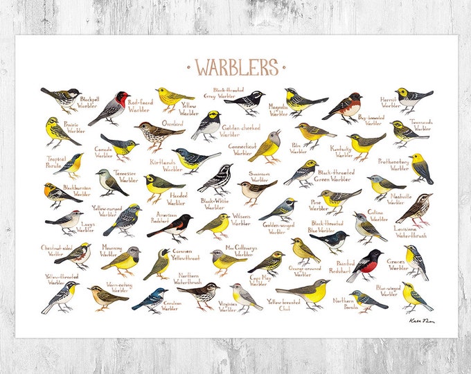 Warblers of North America Field Guide Art Print / Migratory Birds ...