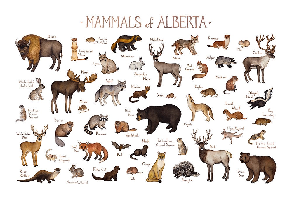 Alberta Mammals Field Guide Art Print / Animals of Canada / | Etsy