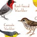Warblers of North America Field Guide Art Print / Watercolor Migratory ...