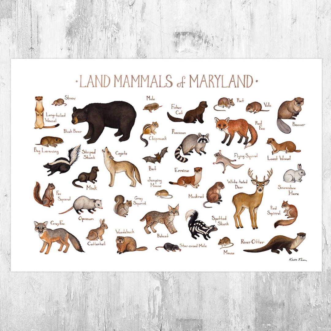 Maryland Land Mammals Field Guide Art Print / Animals of - Etsy