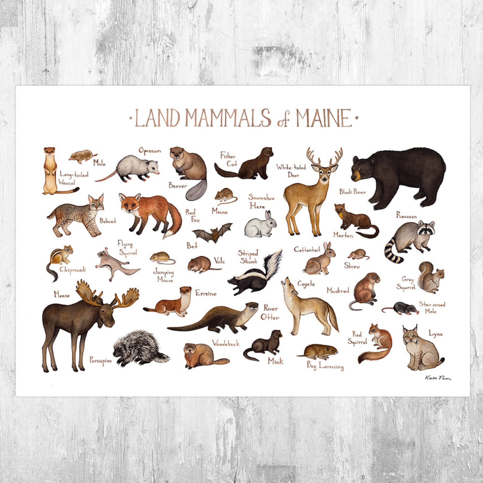 Maine Land Mammals Field Guide Art Print / Animals of Maine / | Etsy