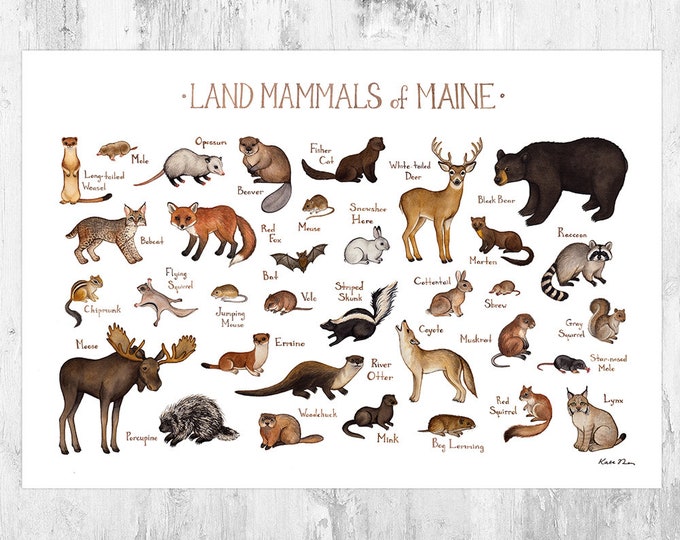 Maine Land Mammals Field Guide Art Print / Animals of Maine / - Etsy