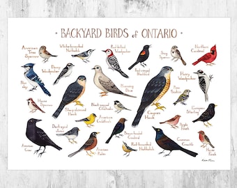 New Jersey Backyard Birds Field Guide Art Print / Watercolor | Etsy