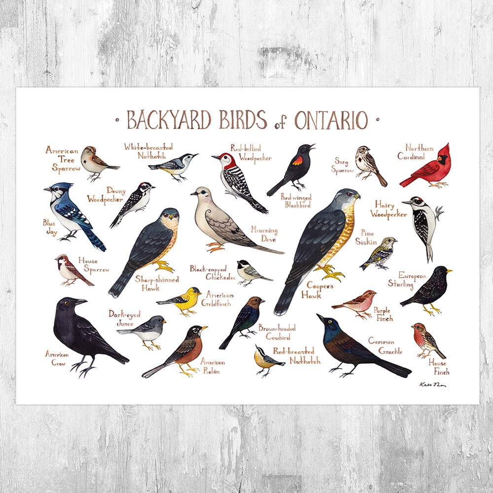 Ontario Backyard Birds Field Guide Art Print / Watercolor | Etsy