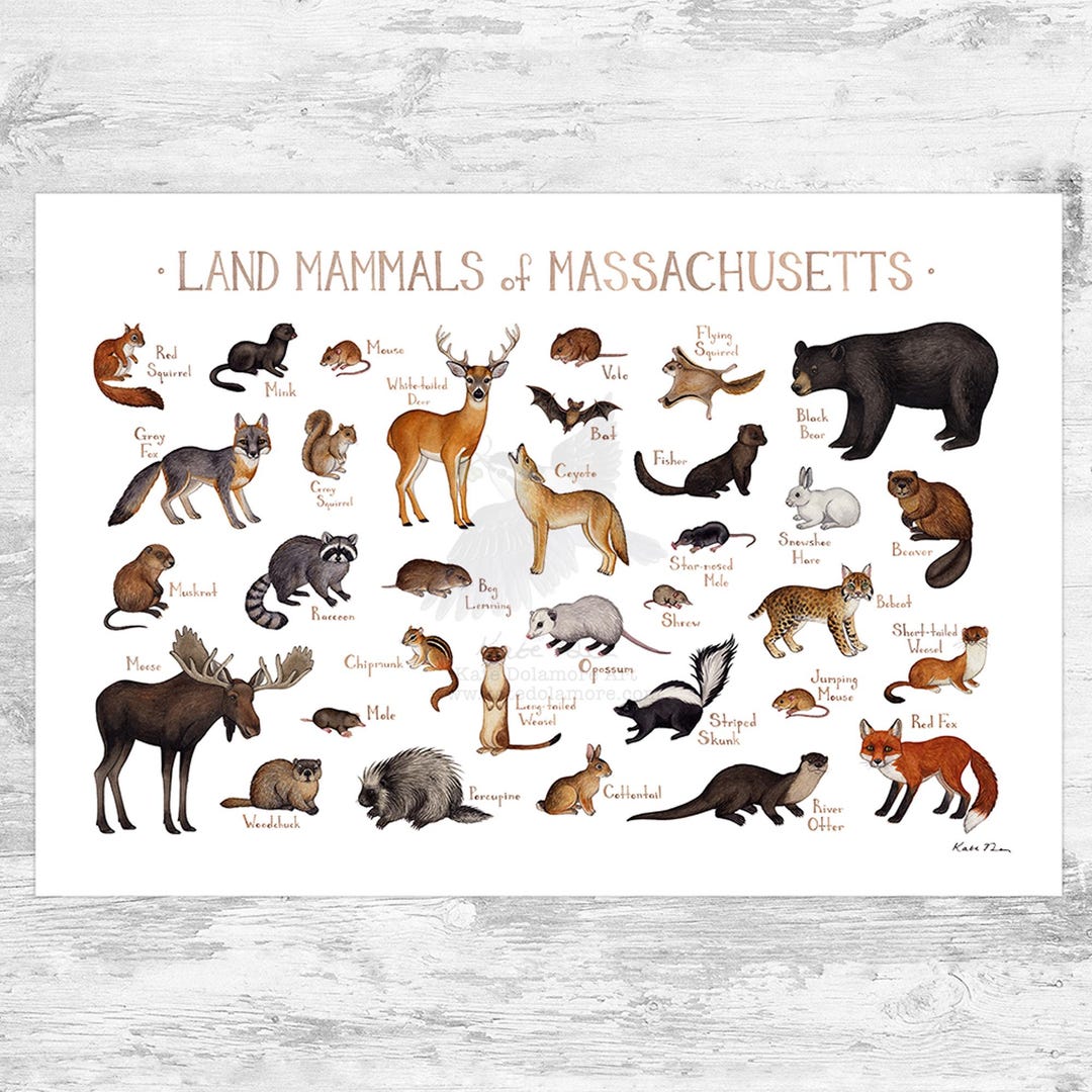 Massachusetts Land Mammals Field Guide Art Print / Animals of ...