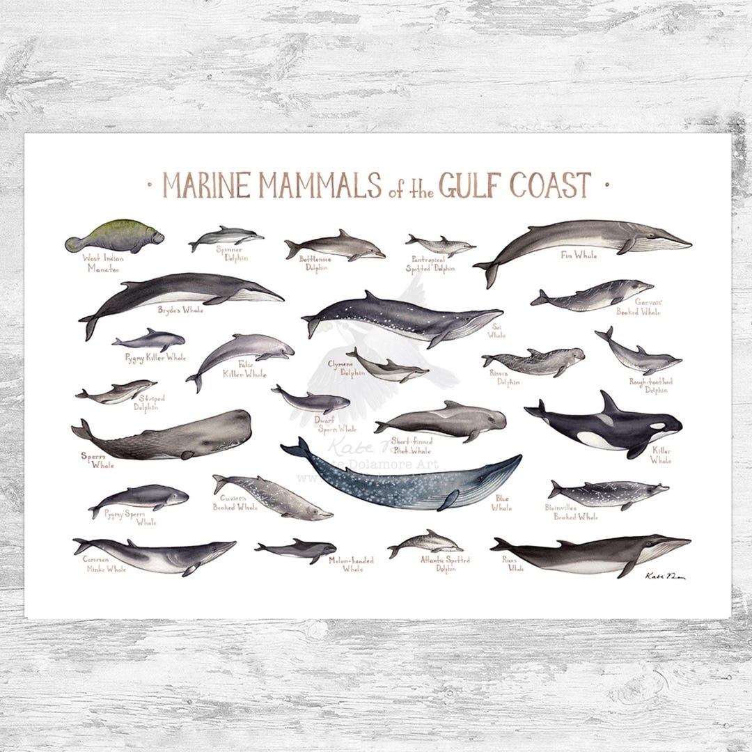 Gulf Coast Marine Mammals Field Guide Art Print / Southeastern Ocean ...