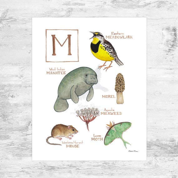 Letter M In Nature