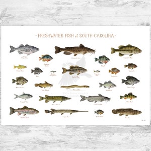 South Carolina Freshwater Fish Field Guide Art Print / Fish Nature ...