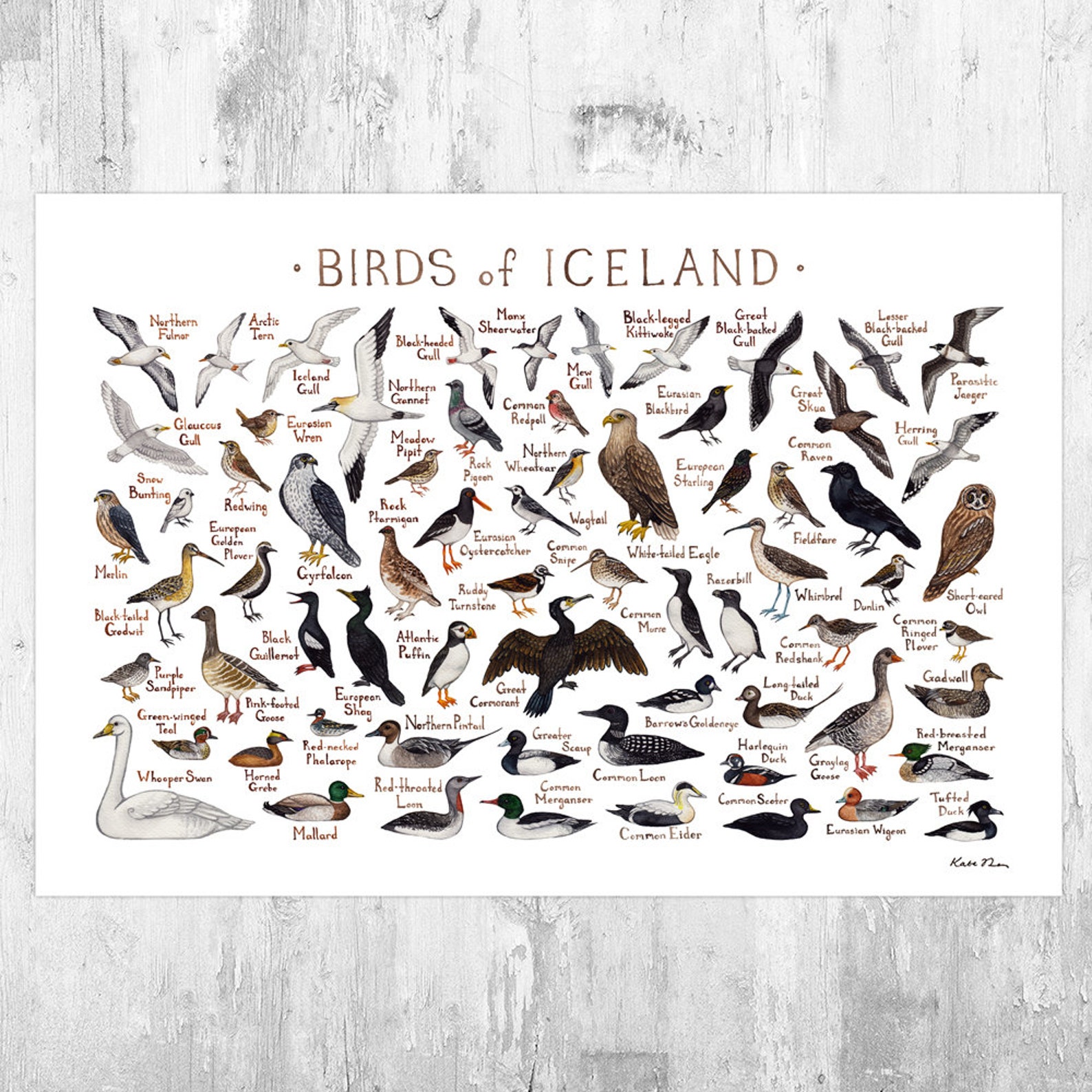 Icelandic Birds Field Guide Art Print With Bonus Birds of | Etsy