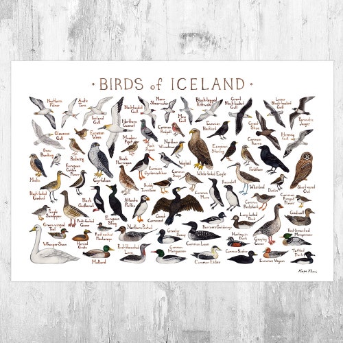 Australia Backyard Birds Field Guide Art Print / Watercolor | Etsy ...
