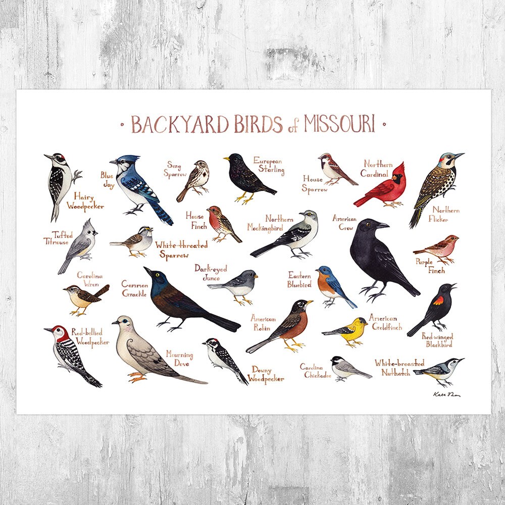 Missouri Backyard Birds Field Guide Art Print / Watercolor | Etsy UK