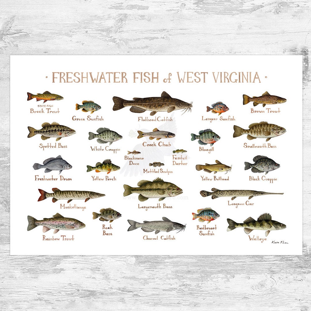West Virginia Freshwater Fish Field Guide Art Print / Fish Nature Study ...