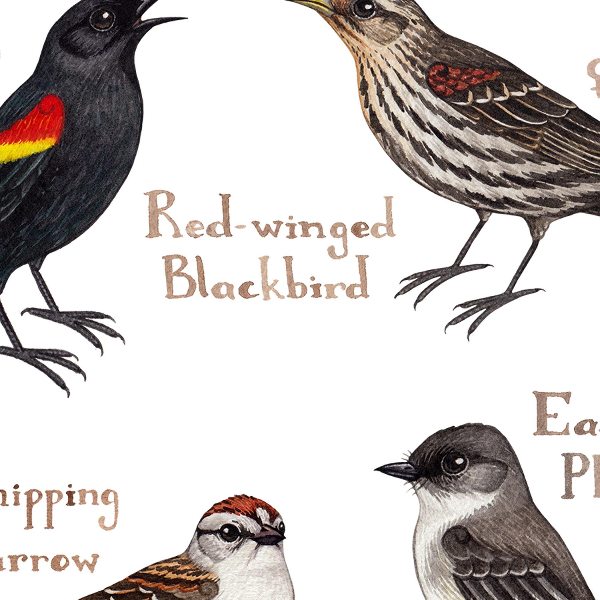 Texas Backyard Birds Field Guide Art Print / Watercolor Painting Print ...