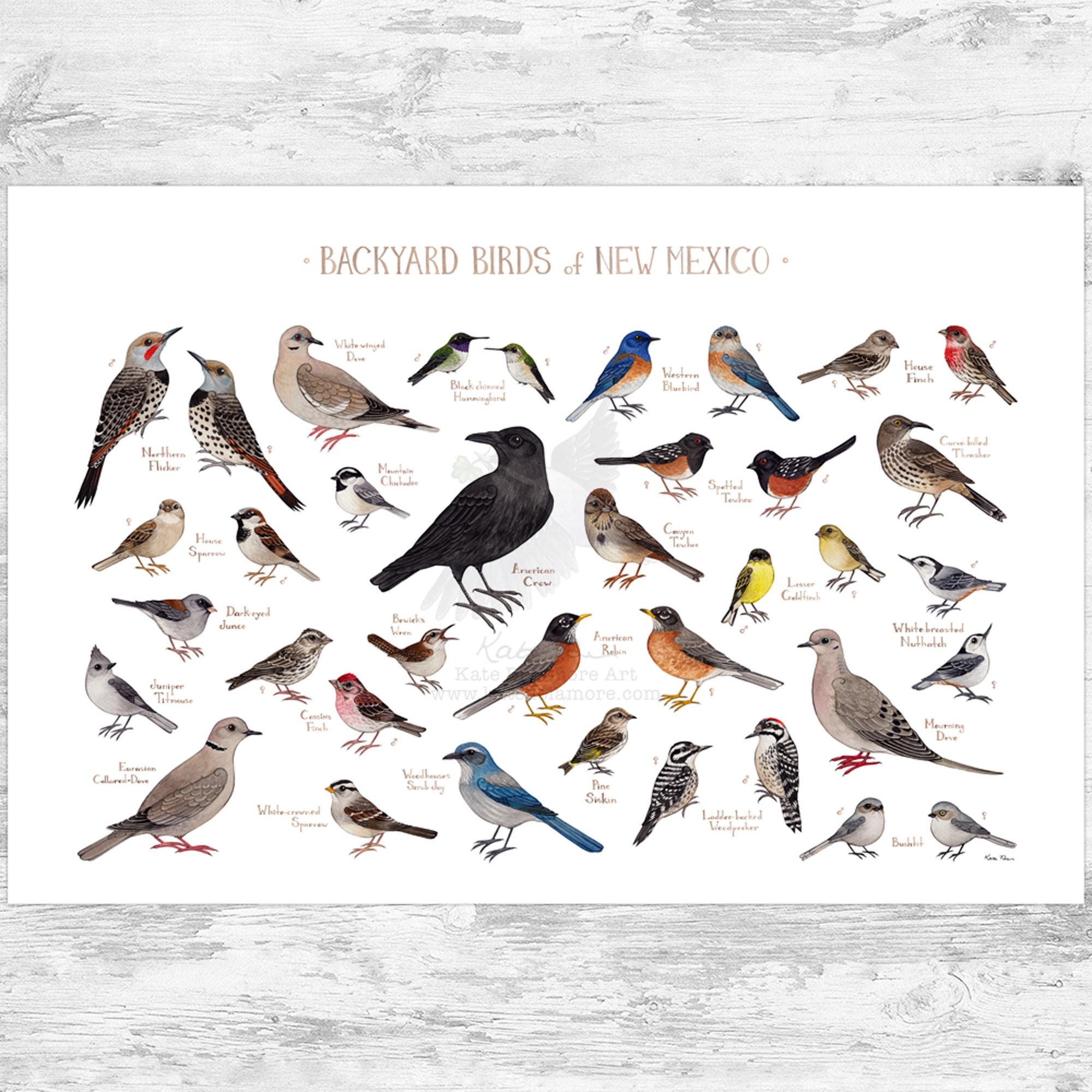 New Mexico Backyard Birds Field Guide Art Print / Watercolor Painting ...