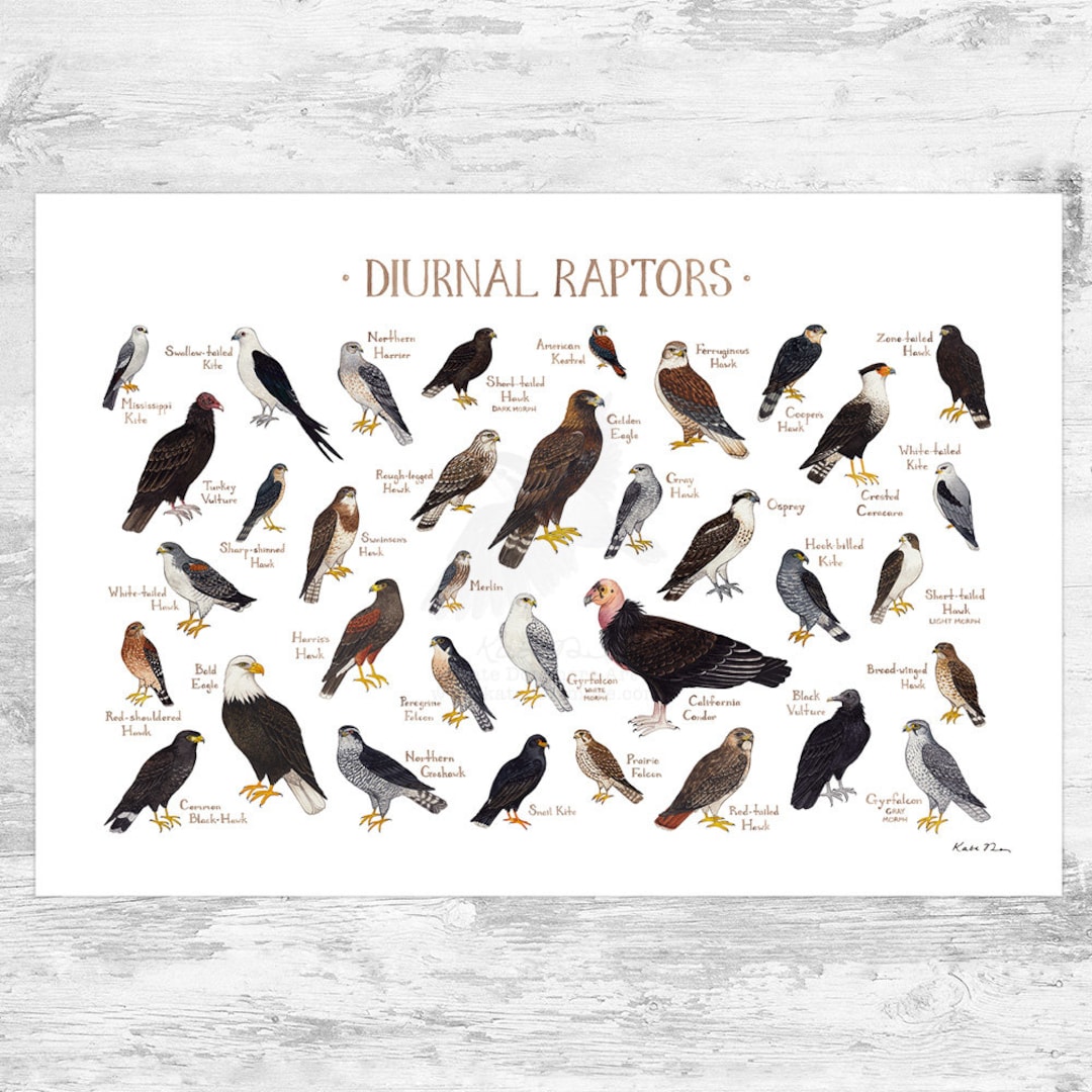Diurnal Raptors of North America Field Guide Art Print / Hawks, Falcons ...