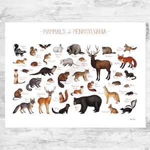 Pennsylvania Mammals Field Guide Art Print / Animals of Pennsylvania ...