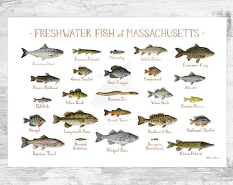 Freshwater Fish of Massachusetts - Etsy