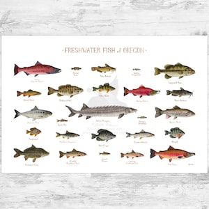 Oregon Freshwater Fish Field Guide Art Print / Fish Nature Study Poster ...
