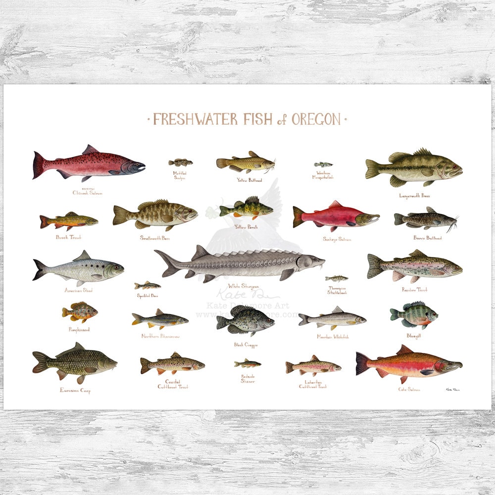 Freshwater Fish Chart
