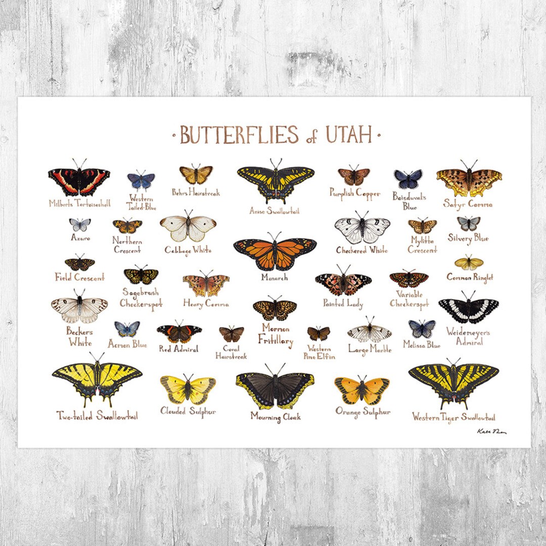 Utah Butterflies Field Guide Art Print / Butterfly Poster / Watercolor ...
