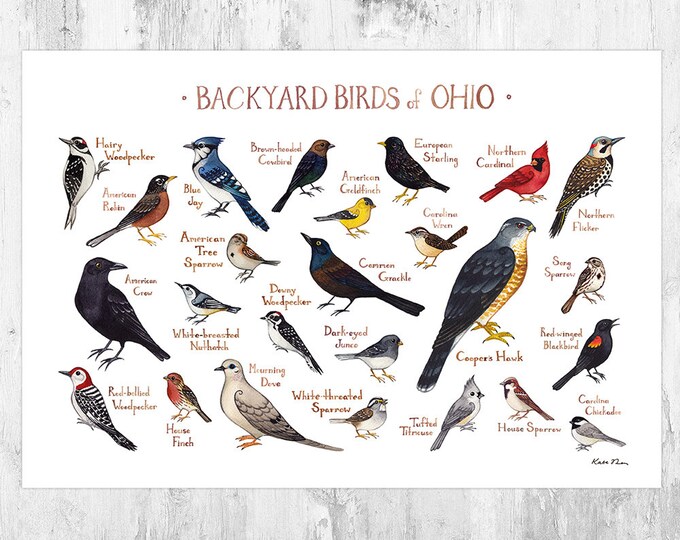 Ohio Backyard Birds Field Guide Art Print / Watercolor - Etsy