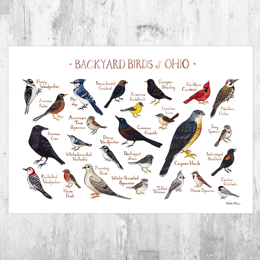 Ohio Backyard Birds Field Guide Art Print / Watercolor | Etsy Australia