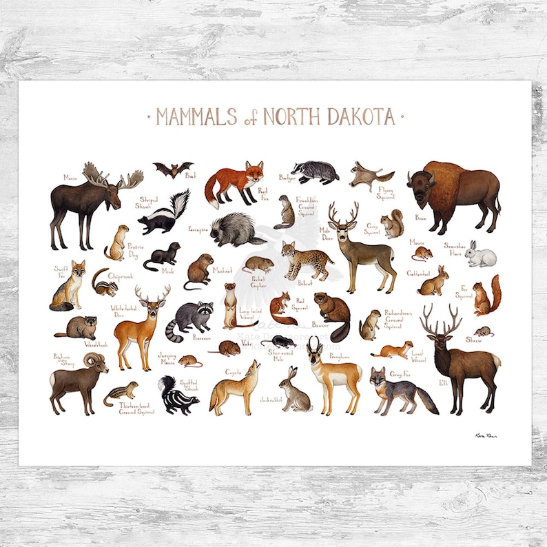North Dakota Mammals Field Guide Art Print / Animals of North Dakota ...