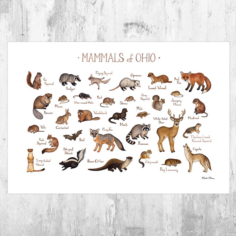 Ohio Mammals Field Guide Art Print / Animals of Ohio / - Etsy