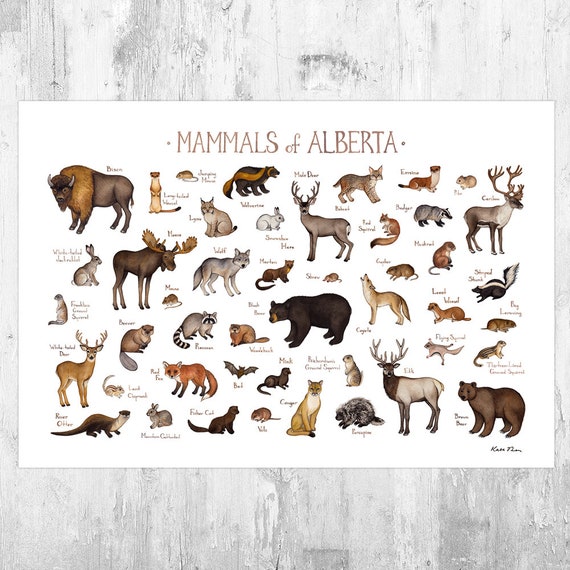 Alberta Mammals Field Guide Art Print Animals of Canada Canadian ...