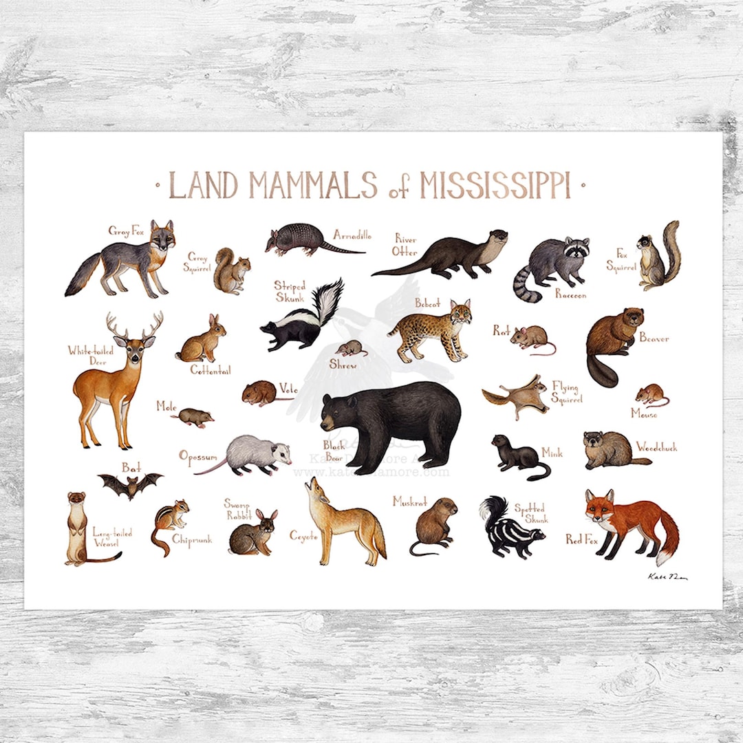 Mississippi Land Mammals Field Guide Art Print / Animals of Mississippi ...