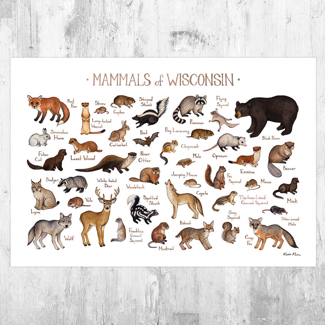 Wisconsin Mammals Field Guide Art Print / Animals of Wisconsin ...