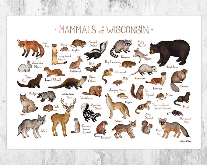 Wisconsin Mammals Field Guide Art Print / Animals of Wisconsin - Etsy