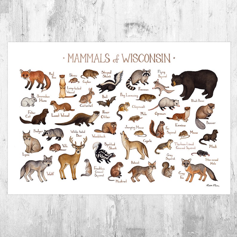 Wisconsin Mammals Field Guide Art Print / Animals of Wisconsin - Etsy