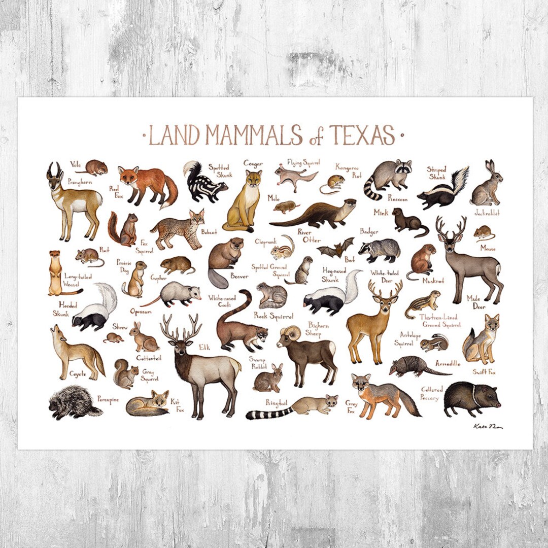 Texas Land Mammals Field Guide Art Print / Animals of Texas ...