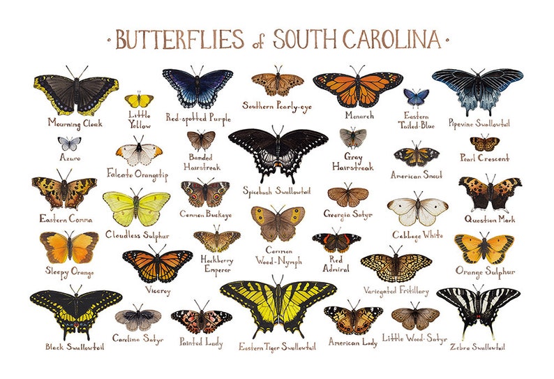 South Carolina Butterflies Field Guide Art Print / Butterfly | Etsy