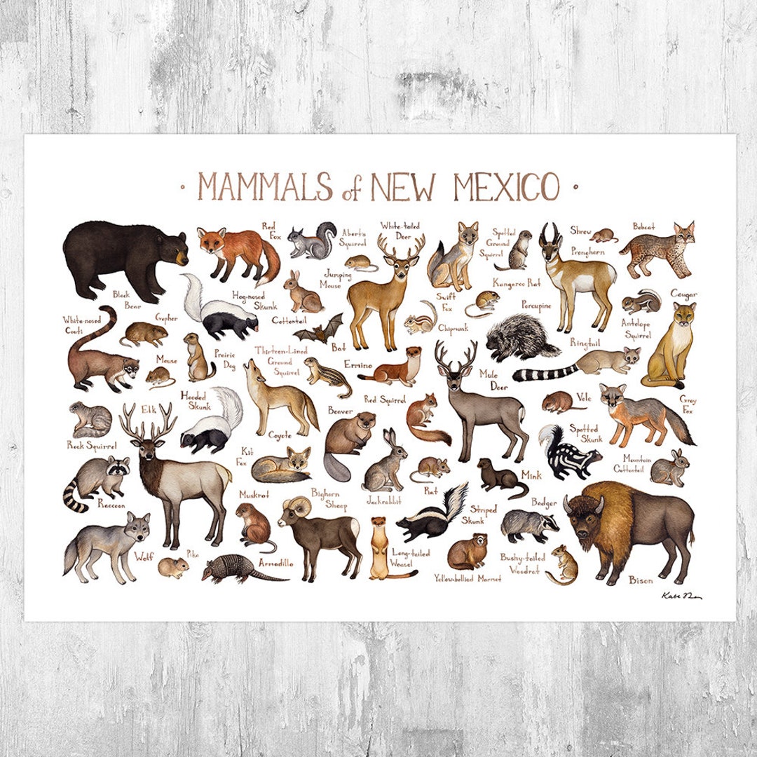 New Mexico Mammals Field Guide Art Print / Animals of New - Etsy